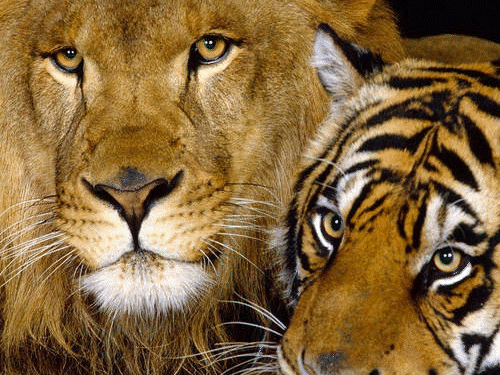 Gujarat MP Animal Deaths Suspected CDV Virus; Forest Dept Awaiting Report