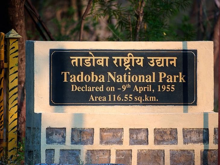 Tadoba Core Safari Closed June 30; Buffer Zone Open | Tadoba Andhari ...