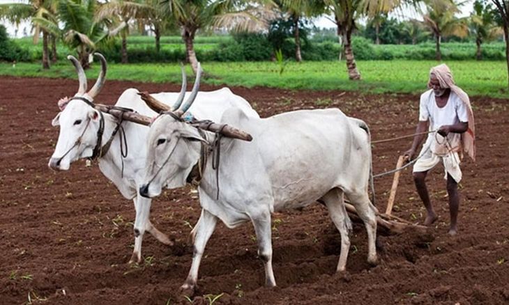 49,965 ha in Madha taluka. Kharif target; Cultivation work in final ...