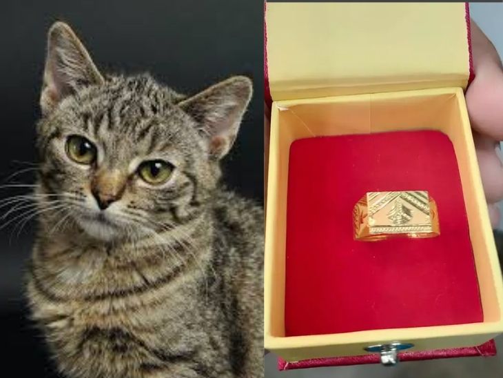 Beed Dhonde Food Surprise: Cat Eats Gold Ring | Jamais Shock