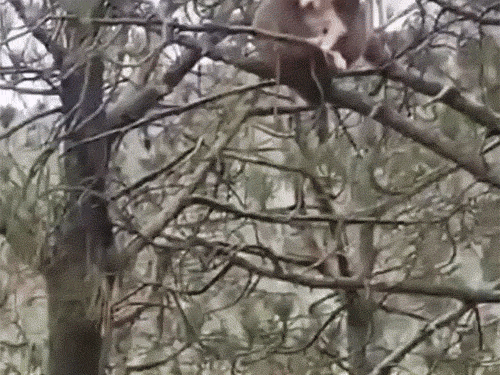 Himachal Monkey Saves Puppy From Tree | Animal Love Story