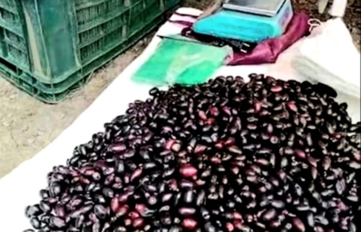 This year, there is rot in the purples everywhere, the result of last ...
