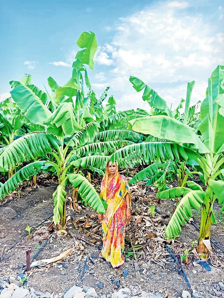 Modern technology turns Mangal cucumbers into agricultural ornaments