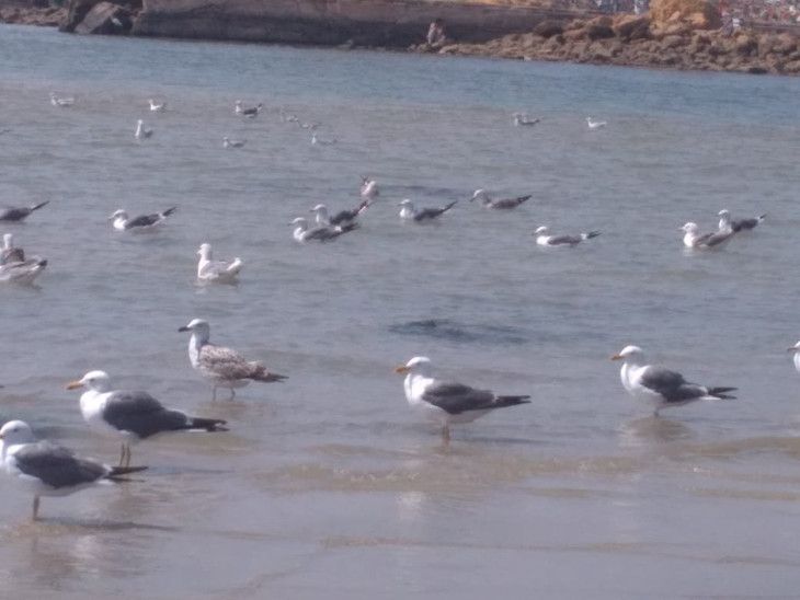 sigal bird came in Seaside of porbandar