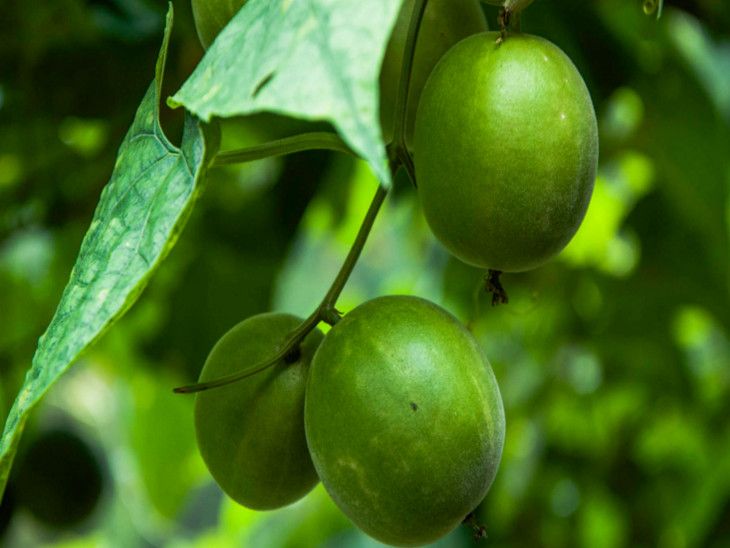 Health benefits of monk fruit