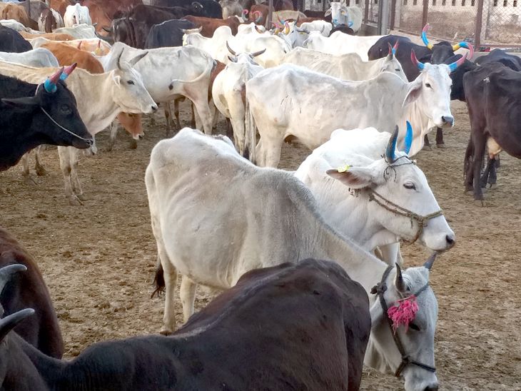 now dahod cow get identity like geer and dangi cow in gujarat ...