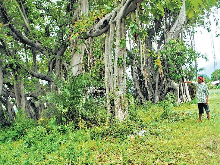 150 year old tree is the same tree