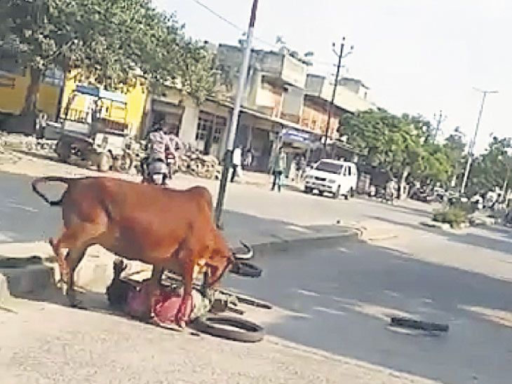 Cow attack on 2 men in Mangrol | માંગરોળમાં હડકવા ઉપડતાં ગાયે 2 ...