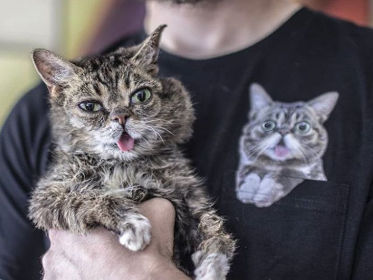 Having Millions of fan cat lil bub died at the age of 8, Posted by ...