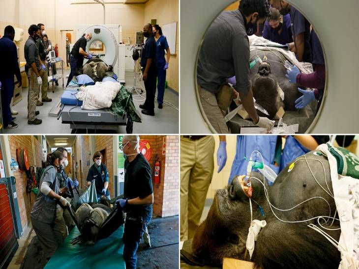 medics send sleeping Makokou the gorilla into CT scanner after 35-year ...
