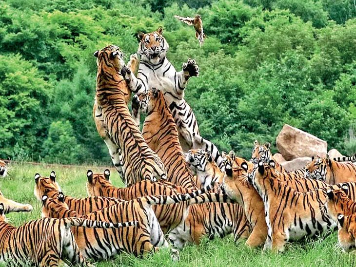 A rare moment captured on camera at a bird, several hunters, tiger ...