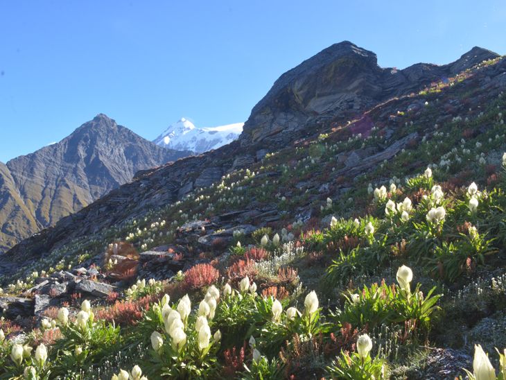 At an altitude of 14,500 feet, the Himalayas, nestled with the rare ...