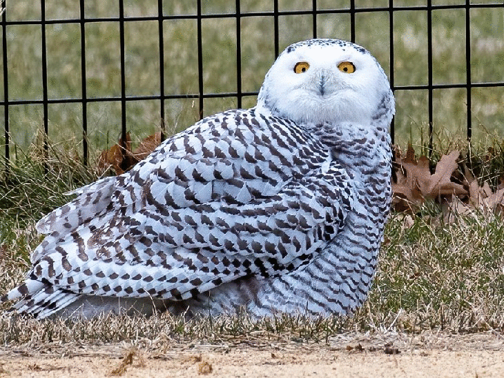 For the first time in 130 years, a rare snow owl was spotted in New ...