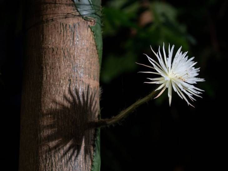 Rare Amazonian cactus flowers for first time in UK