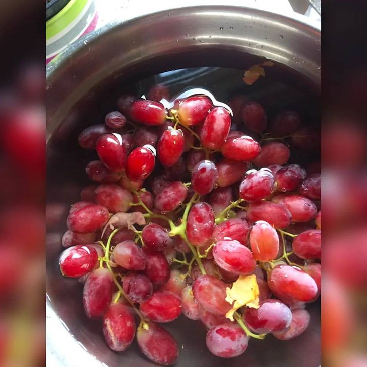 The woman was shocked when a rat embryo came out of a packet of grapes ...