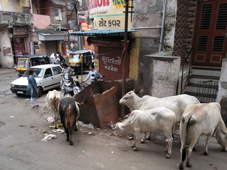 In Valsad, rat infestation increased due to garbage, property damage