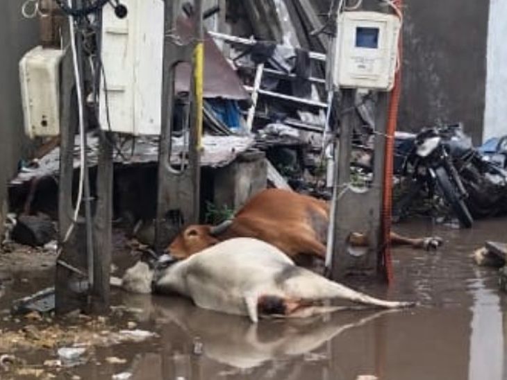 Two cows were killed in an electric shock in Surajkaradi of Okha