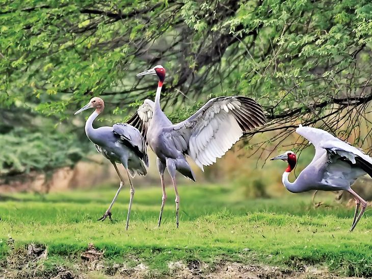 Dethli village of Bahucharaji is a host of 150 species of migratory birds