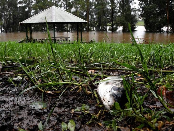 Fish fall from sky during rain in US city | રેરેસ્ટ ઓફ રેર: અમેરિકાના ...