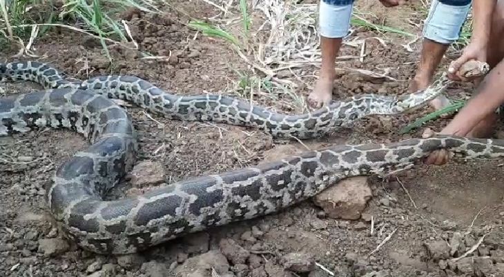 Animal Saving Society rescues three Indian rock pythons from a single ...
