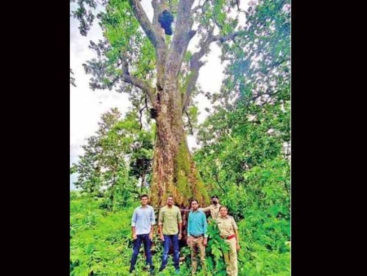 Maintenance of the 500-year-old Baheda tree of Gujarat mentioned in the ...