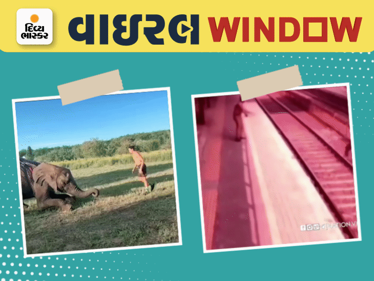 The man did an amazing stunt by climbing on an elephant, hitting such ...