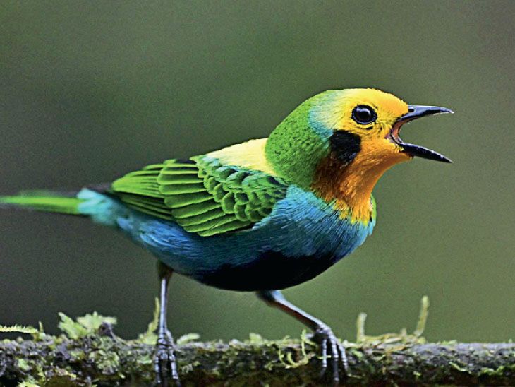 Darwin's theory of the color of birds 200 years ago, is now being ...