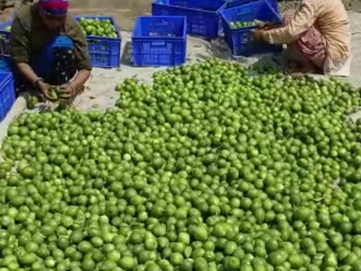 Look at the expensive lemons, steal 140 kg of lemons from the rugged ...