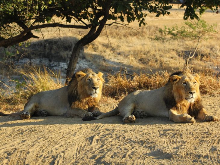 The lion's share will increase under Project Lion, the plan will be ...