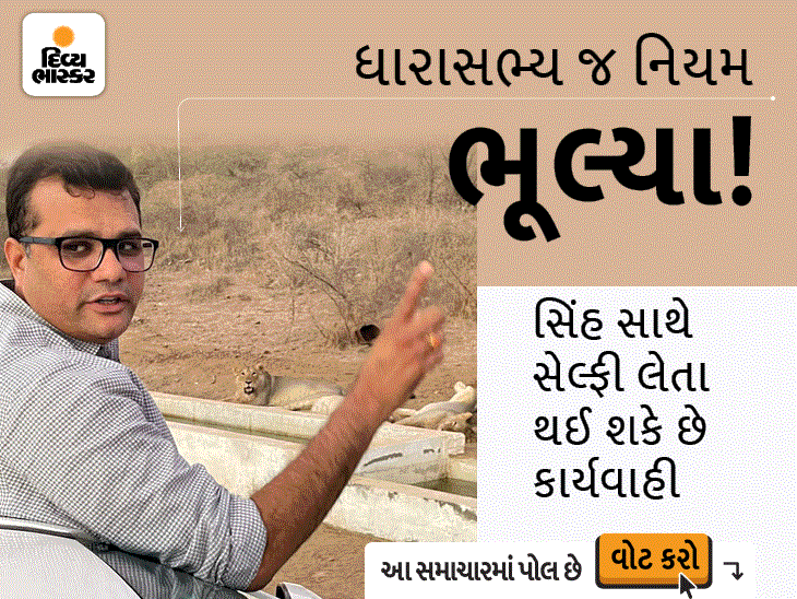 Picture of Savarkundla MLA Pratap Dudhat with lion goes viral, Forest Department orders probe ...