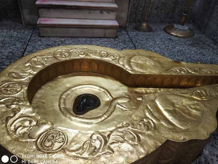 A cow used to anoint Mahadev's Shivling by drinking milk under the ...