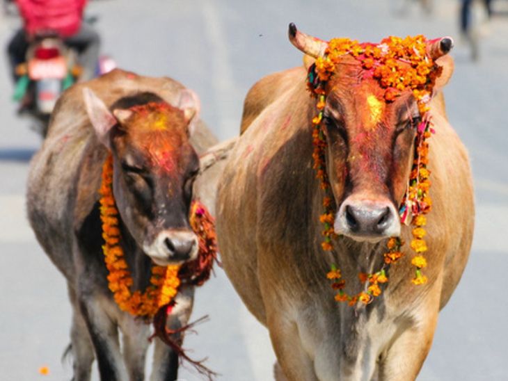 Tradition Of Worshiping Cow And Calf In The Month Of Bhadrapada: Bahula ...