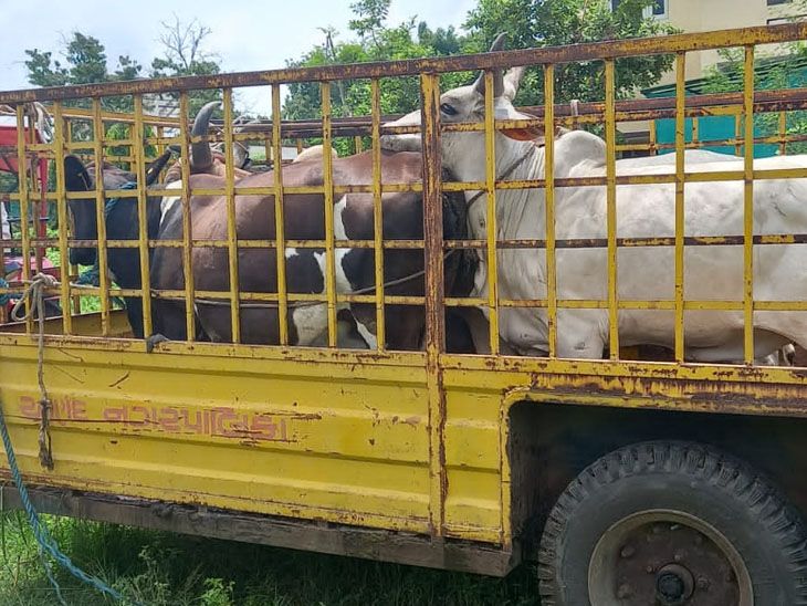 Anand Municipality changed course to give a slap to the herdsmen ...