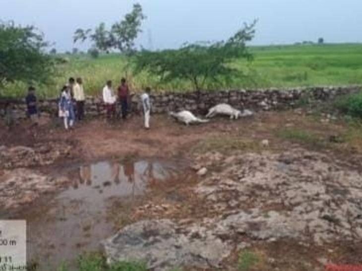 A young man and two cattle were struck by lightning in Jalod's Garadu ...