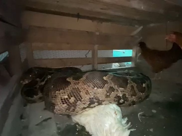 9 chickens died when a giant python entered the chicken cage, the ...