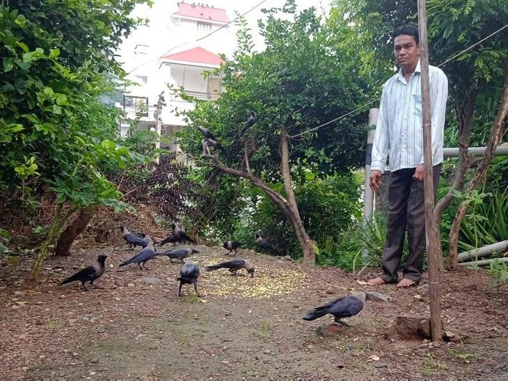 Satishbhai of Mangrol does Kagwas every year, a flock of crows reaches ...