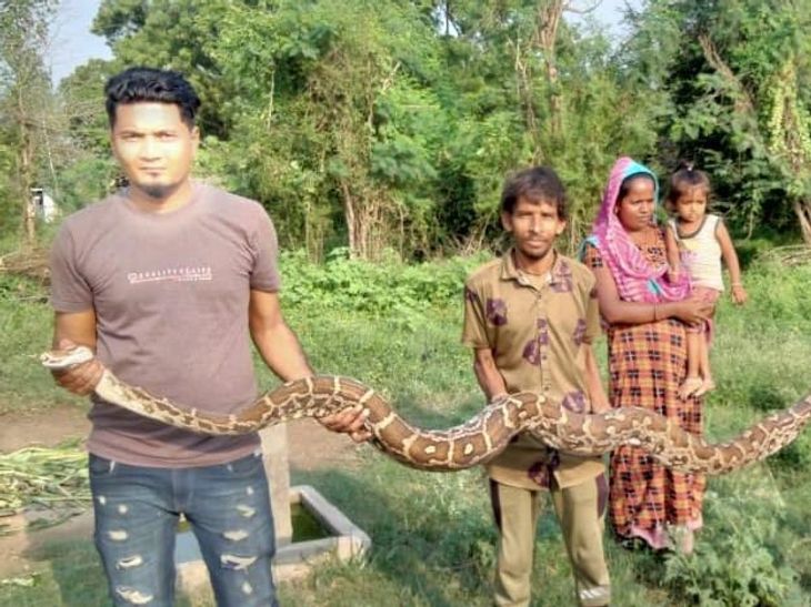 Two youths chased the python killing goats in Karantha village, saved ...
