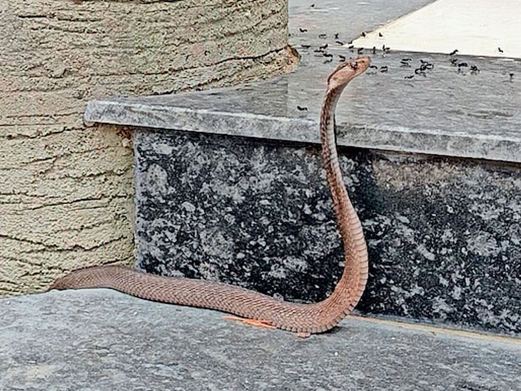 A cobra snake was spotted near the circuit house in the city, creating ...