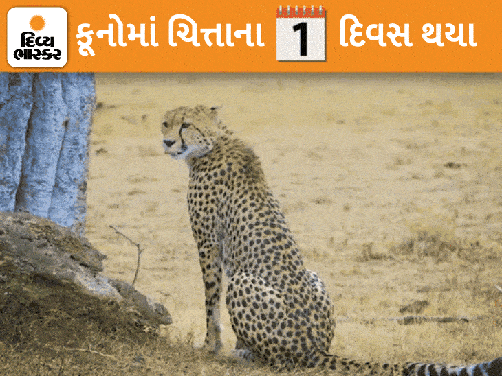 People don't understand the difference in leopards and cheetahs, more ...
