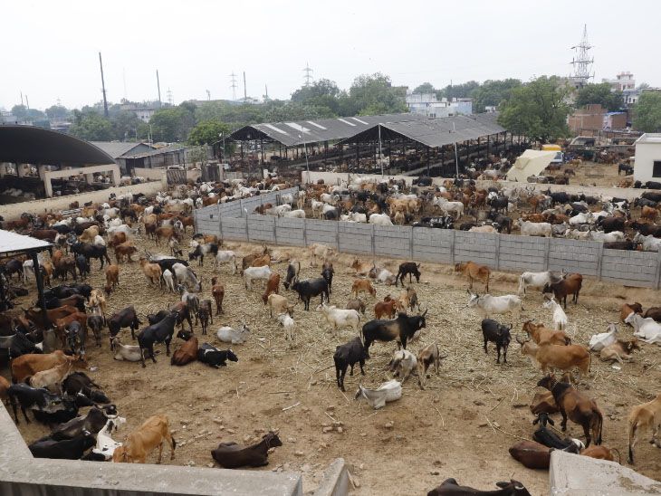 Muni spent 271 crores in 5 years to feed cattle, now every PI has to ...