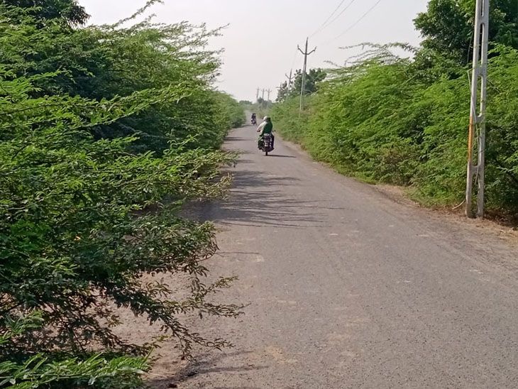 Danger of accidents among motorists from Acacia on Lilapur-Karela road ...