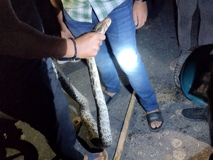 A 6-foot python was caught from Anawada Hariom Goshala in Patan by ...
