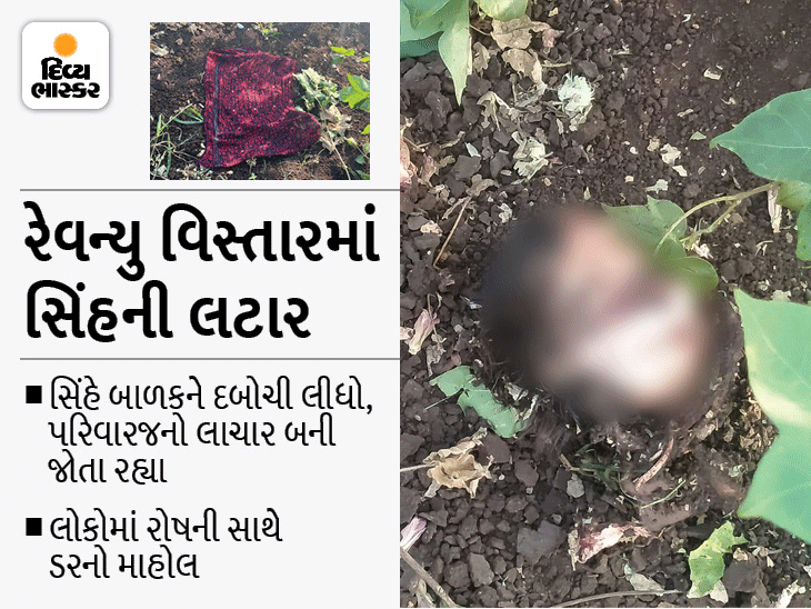 3-year-old boy hunted by lion in Savarkundla's Ghanshyam town, forest ...