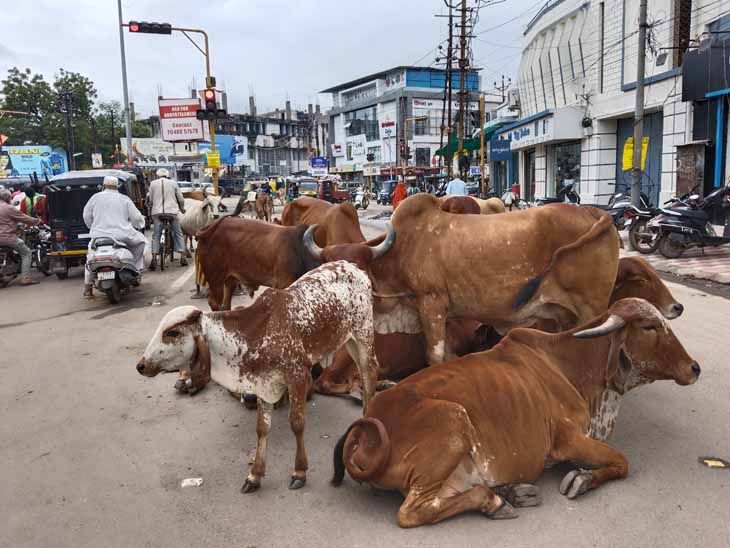Cattle owned in Rajkot is 14000, Manpa has 4 animal hostels, 3 new ones ...