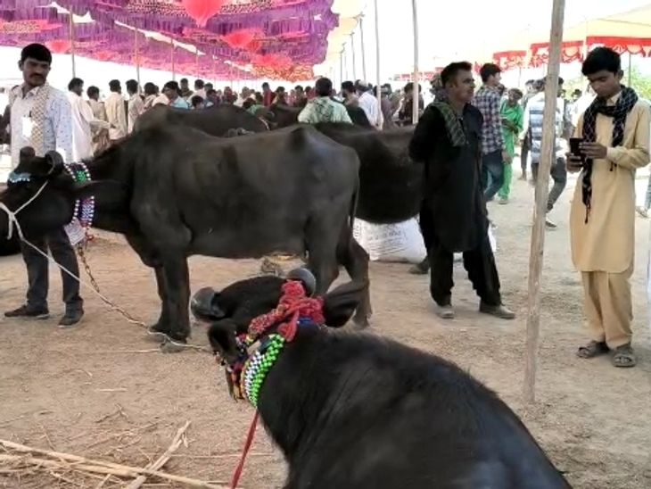 Bhuj's Hodko village organizes 14th Banni cattle show and competition ...
