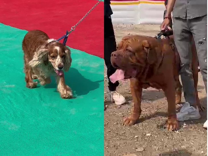 dog show in rajkot and More than 500 dogs from more than 30 breeds ...