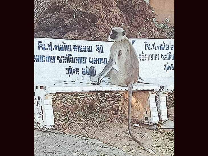 Fear of 100 Kapiraj rushing into Narmada's Jitgarh | ગામમાં ભયનો માહોલ ...