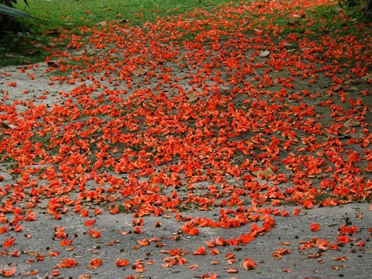 With the arrival of spring, the kesuda blossomed all around the Narmada ...