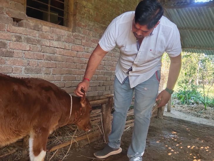 A leopard fatally attacked a calf late at night at a farmer's house in ...