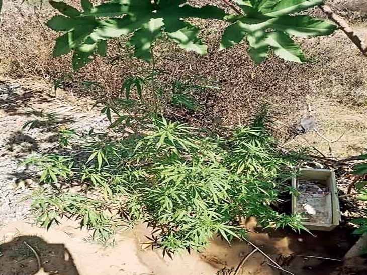 Two caught with 70 ganja plants from Jagapura in Vadnagar